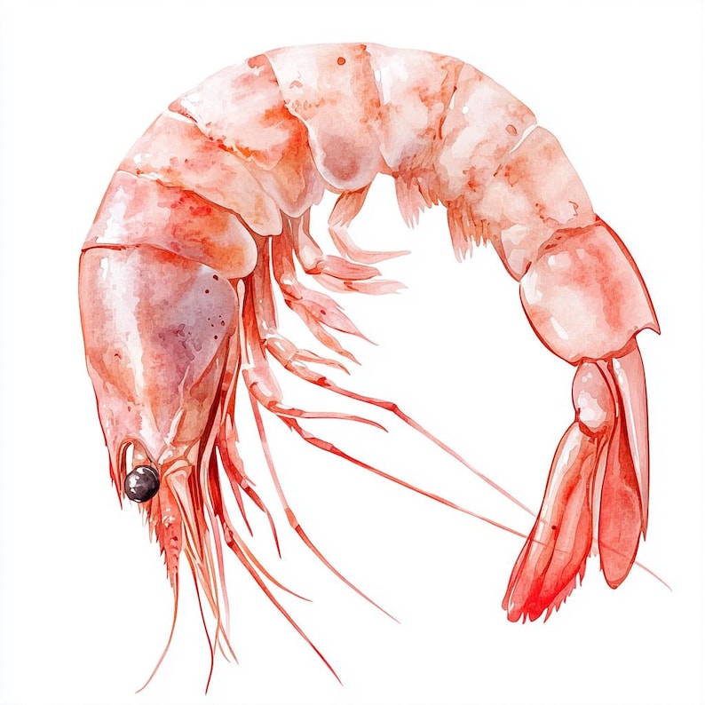 Shrimp, Printable Watercolor Clipart, 10 High Quality Watercolor Jpgs ...