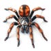 Tarantula, Printable Watercolor Clipart, 10 High Quality Watercolor ...