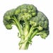 Broccoli, Printable Watercolor Clipart Bundle, 10 High Quality ...