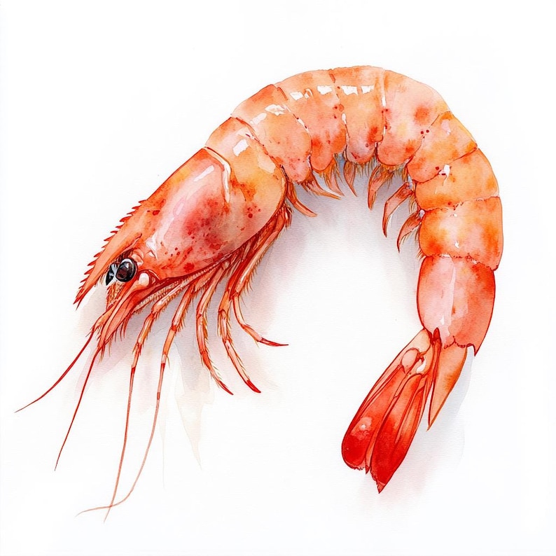 Shrimp, Printable Watercolor Clipart, 10 High Quality Watercolor Jpgs ...