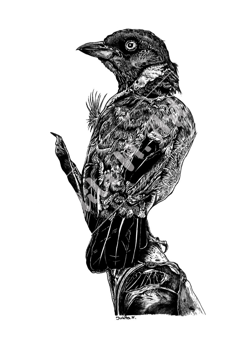 Red-capped Cardinal A4 Original Drawing | Etsy