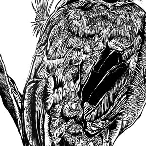 Red-capped Cardinal A4 Original Drawing for Bird and Nature - Etsy