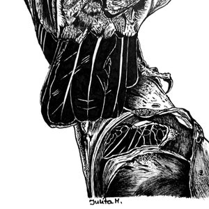 Red-capped Cardinal A4 Original Drawing for Bird and Nature - Etsy