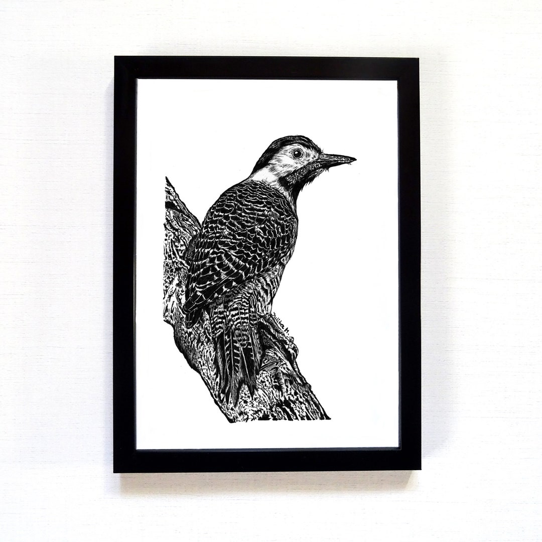 Campo Flicker Original Ink Drawing, Monochromatic Woodpecker Portrait ...