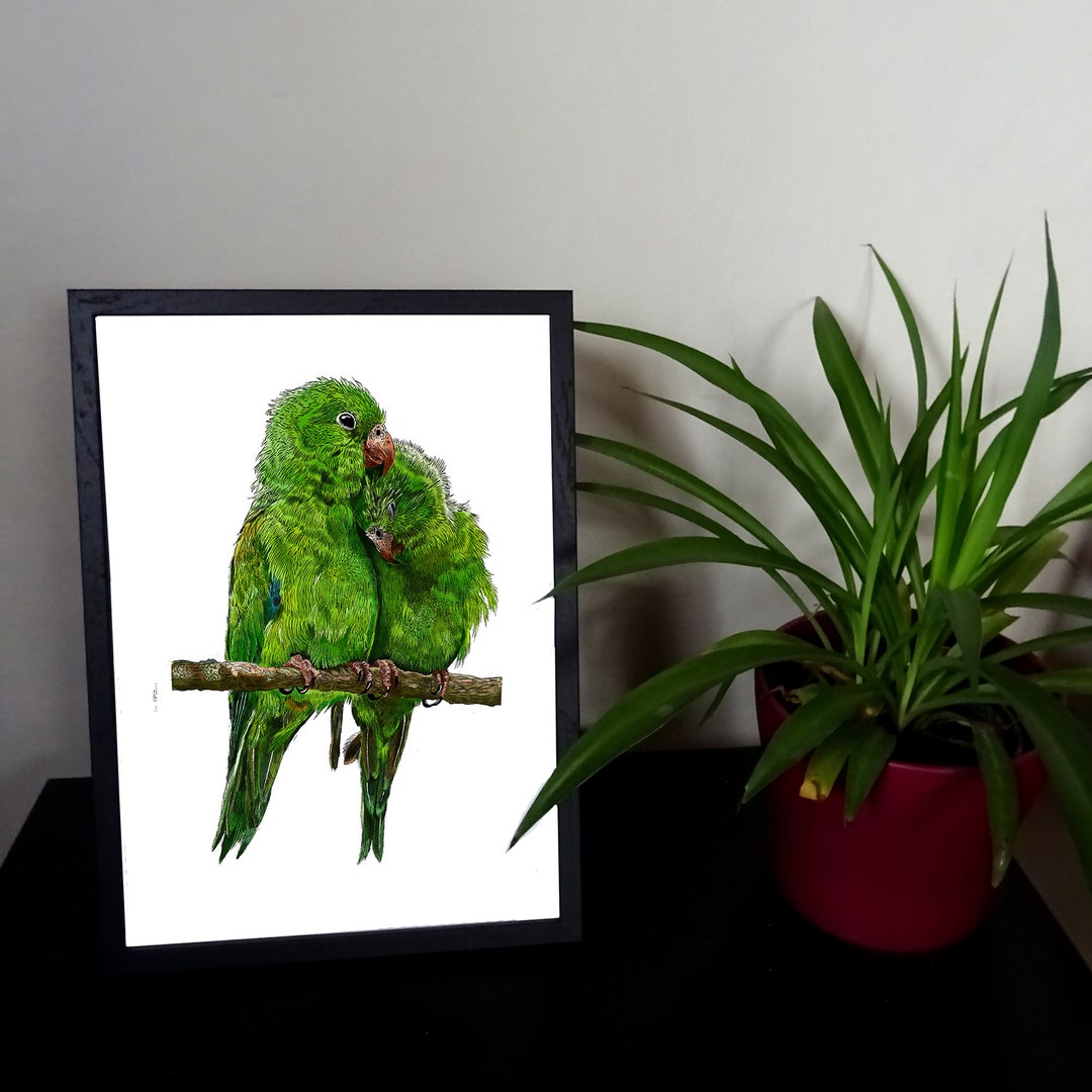 Green Parrotlets Couple Print, Cuddling Parrots Poster, Lovebirds ...