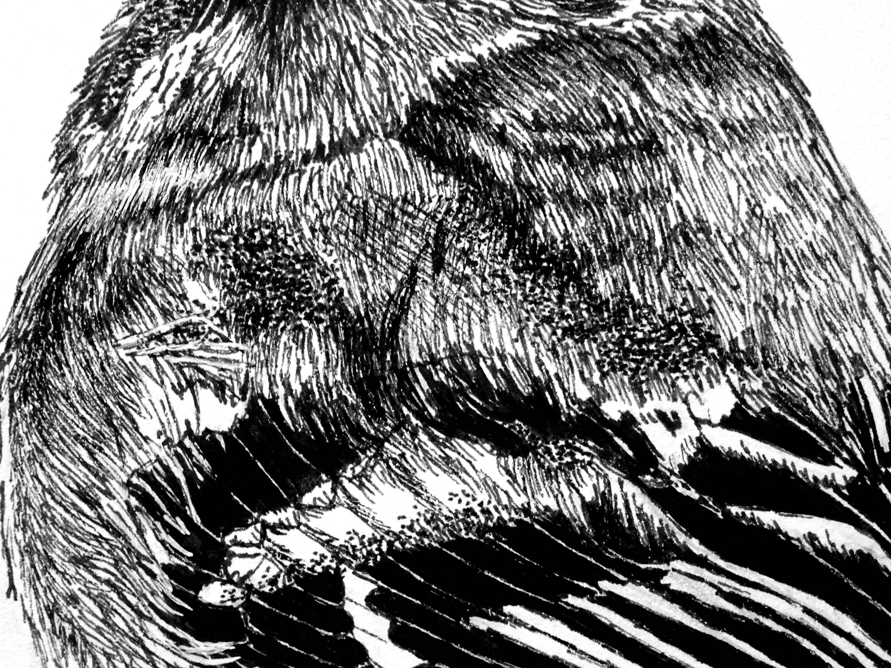 Common Chaffinch Female Original Drawing Small Songbird - Etsy