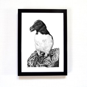 Razorbill Original Ink Drawing, Wall Decor Icelandic Seabird, Small Art ...