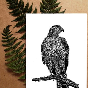 Northern Goshawk A4 Original Drawing for Woodland Raptor Bird - Etsy