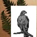 Northern Goshawk A4 Original Drawing for Woodland Raptor Bird - Etsy
