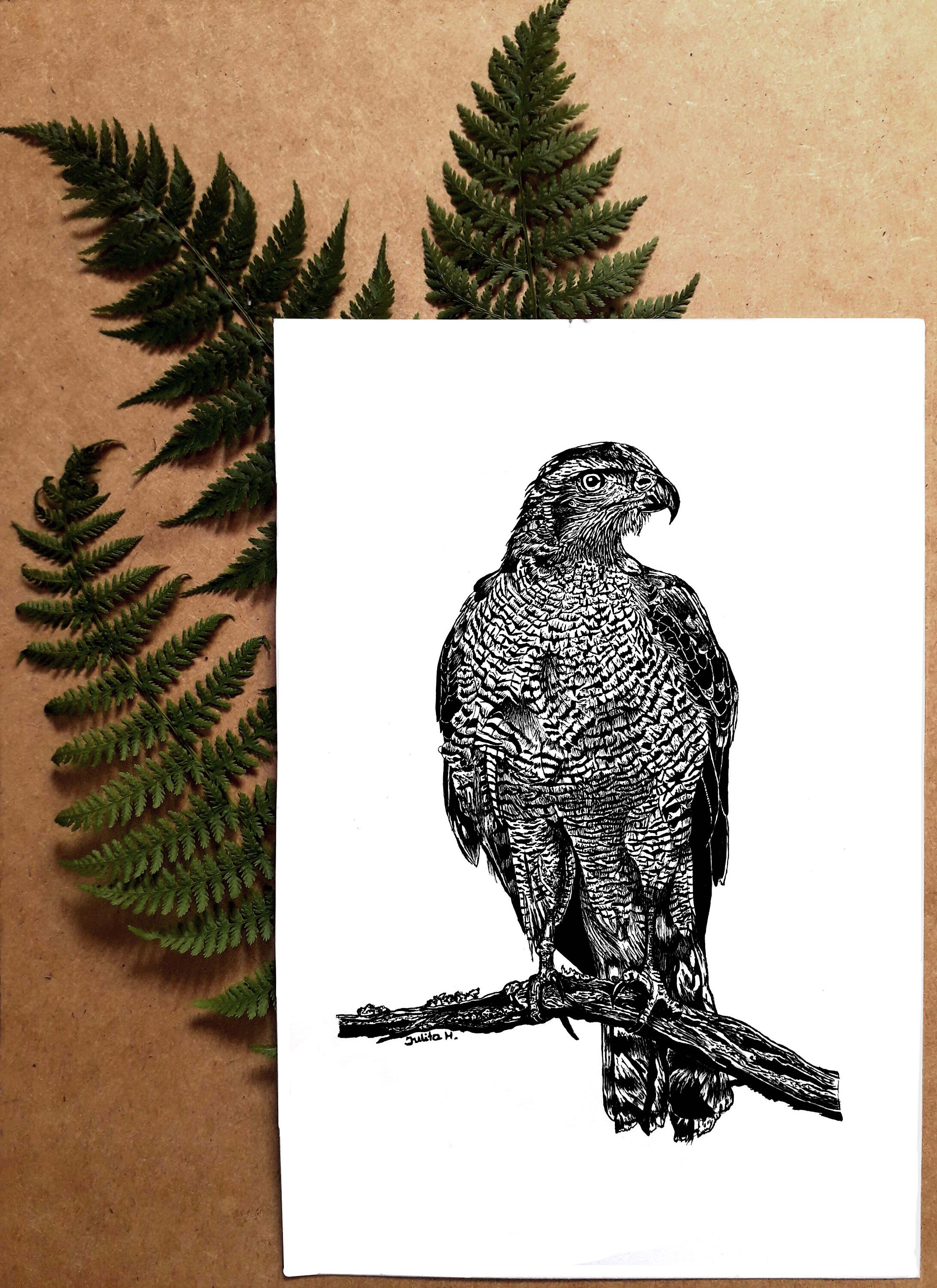 Northern Goshawk A4 Original Drawing for Woodland Raptor Bird - Etsy