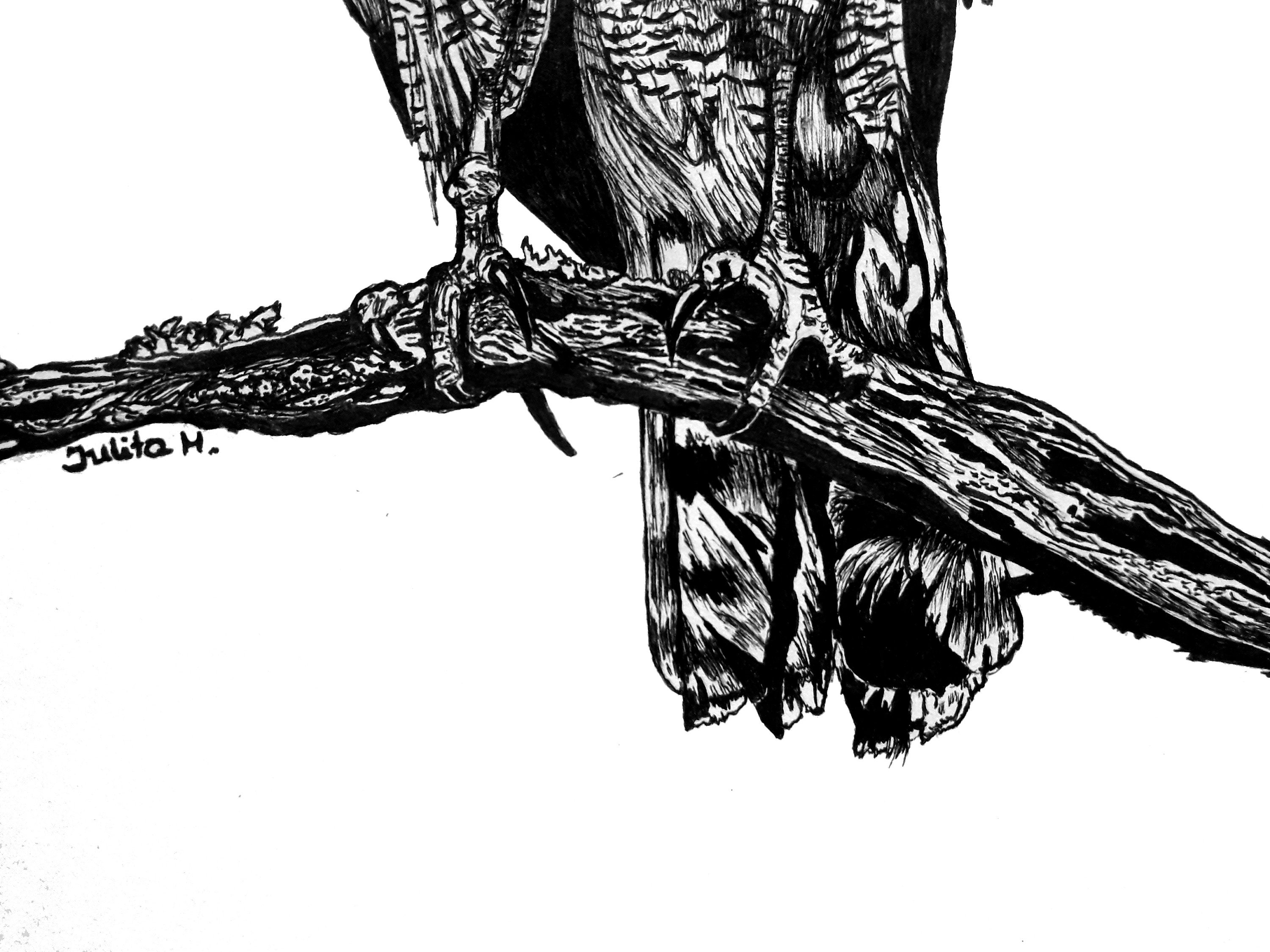 Northern Goshawk A4 Original Drawing for Woodland Raptor Bird - Etsy
