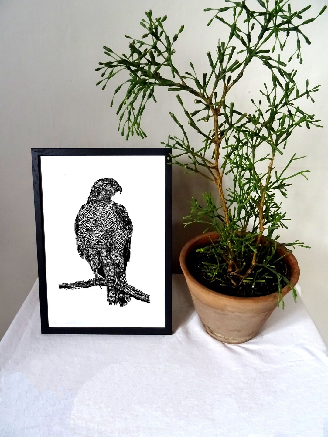 Northern Goshawk A4 Original Drawing for Woodland Raptor Bird - Etsy