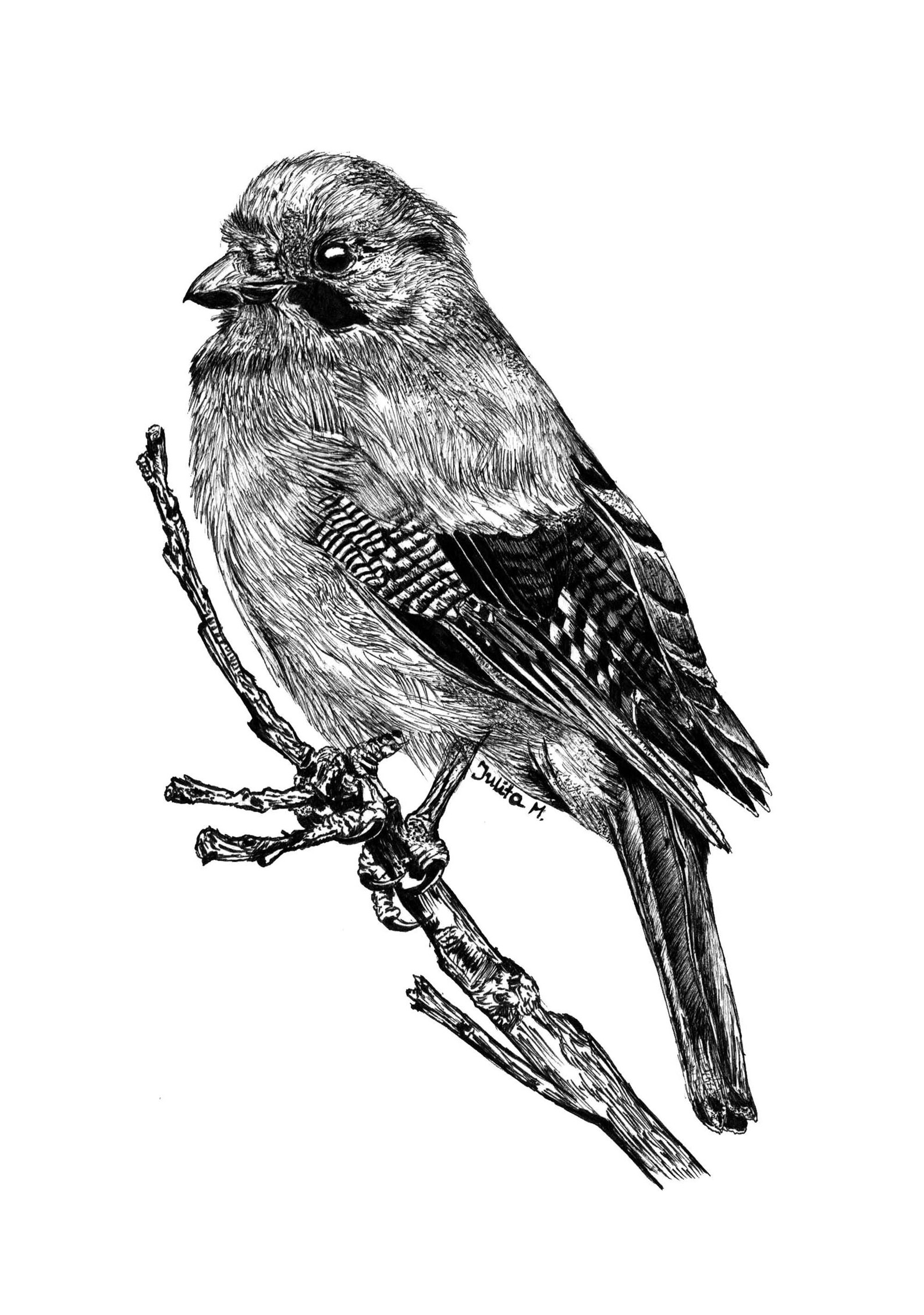 Eurasian Jay A5 Original Drawing for Garden Bird Lover Wall - Etsy