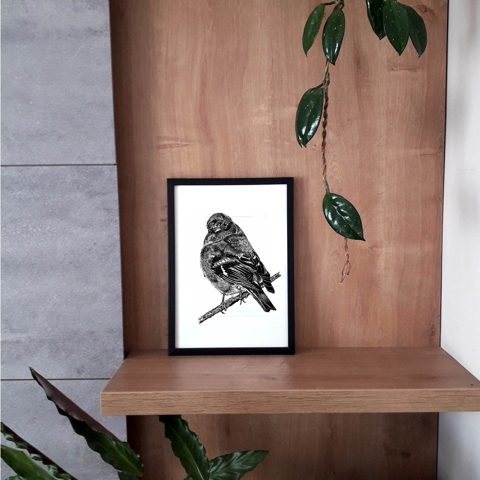 Common Chaffinch Female Original Drawing Small Songbird - Etsy