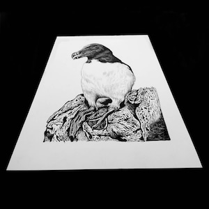 Razorbill Original Ink Drawing Wall Decor Vintage Icelandic - Etsy