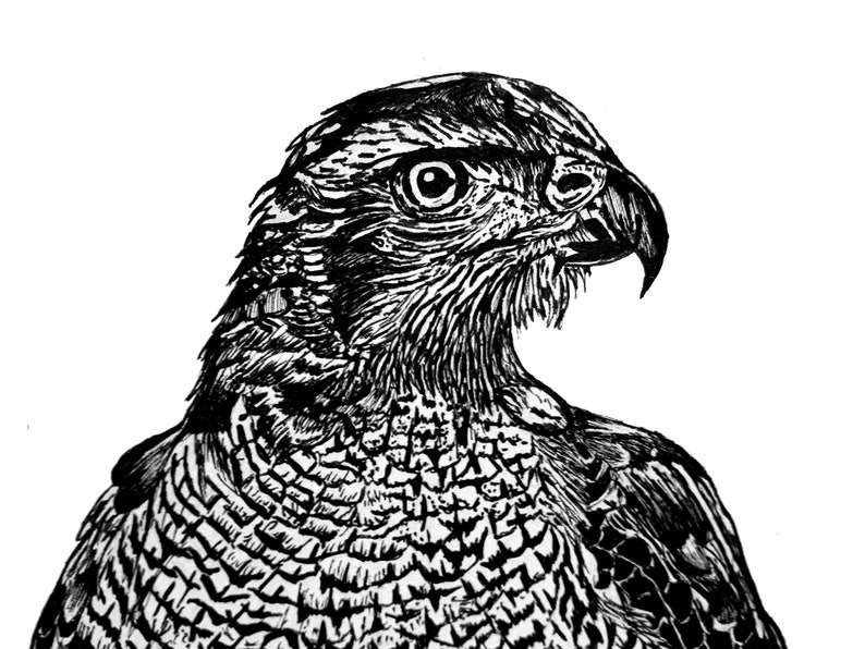 Northern Goshawk A4 Original Drawing for Woodland Raptor Bird - Etsy