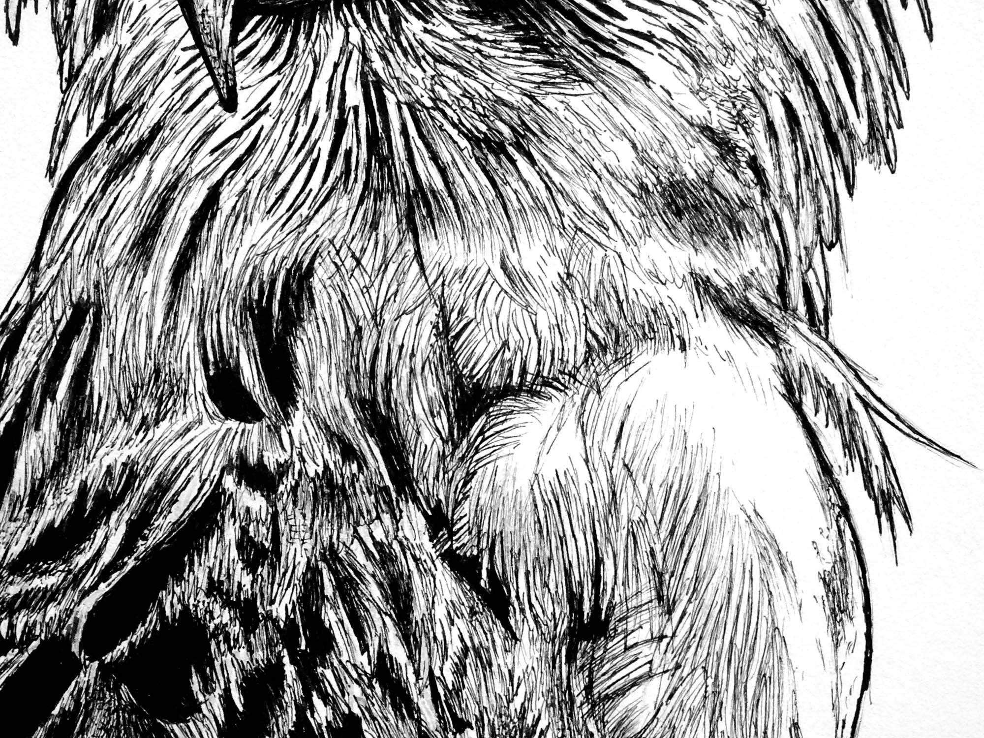 The Philippine Eagle Original Ink Drawing, Wall Decor Bird Portrait ...