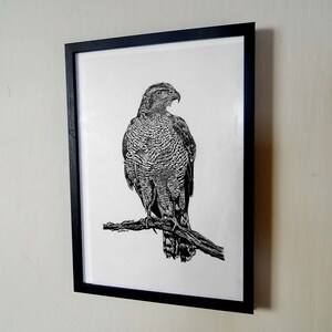 Northern Goshawk A4 Original Drawing for Woodland Raptor Bird - Etsy