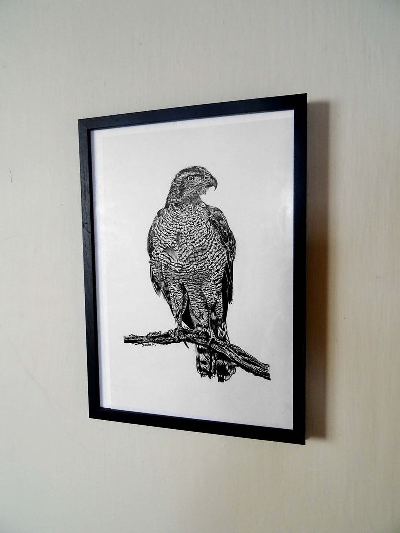 Northern Goshawk A4 Original Drawing for Woodland Raptor Bird - Etsy