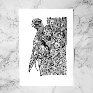 Galah Cockatoos Family Line Drawing, Australian Native Parrots Portrait ...