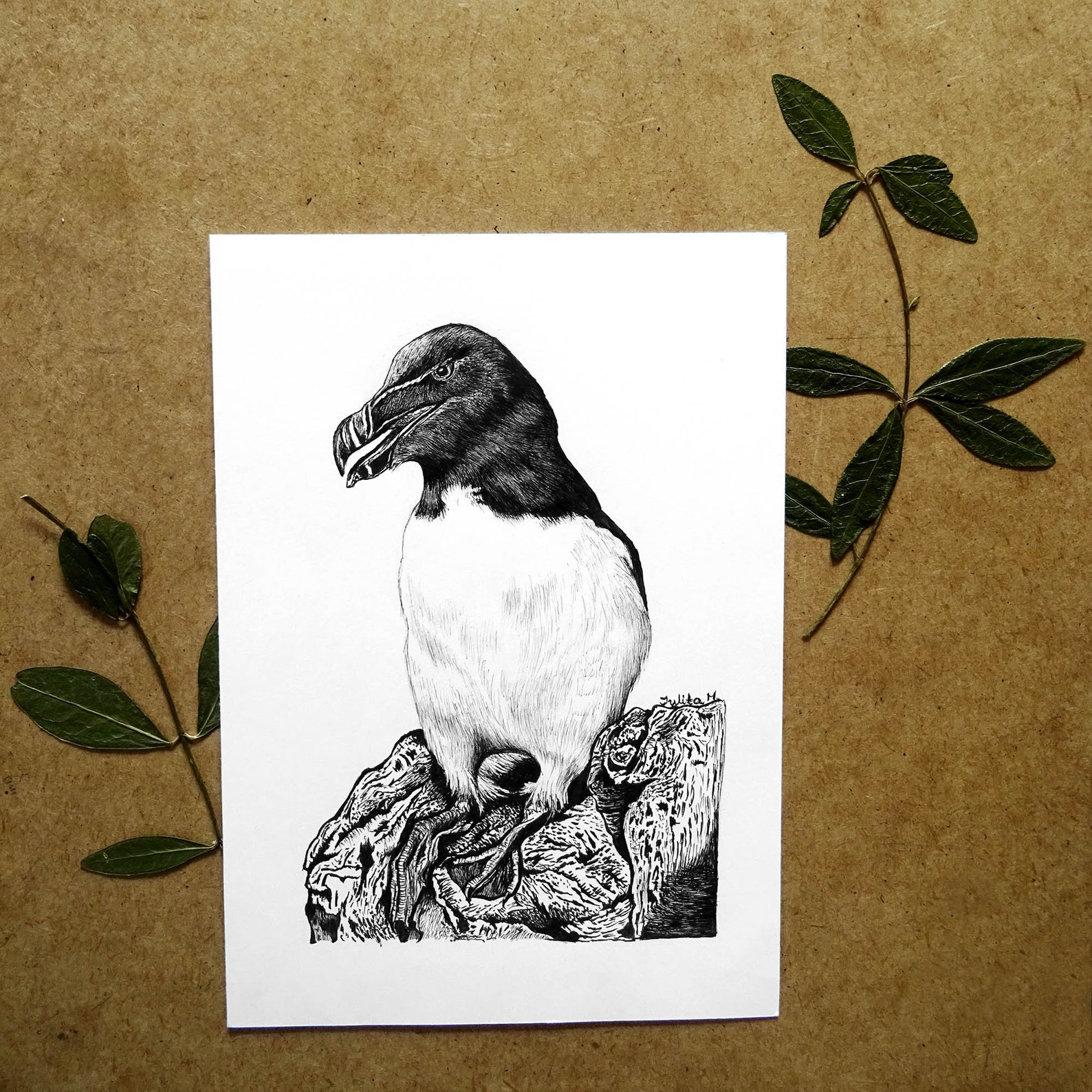 Razorbill Original Ink Drawing Wall Decor Vintage Icelandic - Etsy