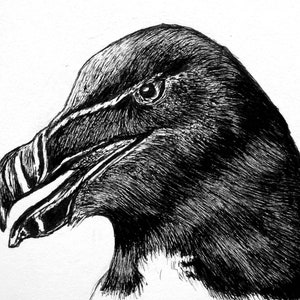 Razorbill Original Ink Drawing, Wall Decor Icelandic Seabird, Small Art ...