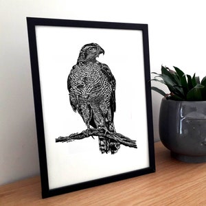 Northern Goshawk A4 Original Drawing for Woodland Raptor Bird - Etsy