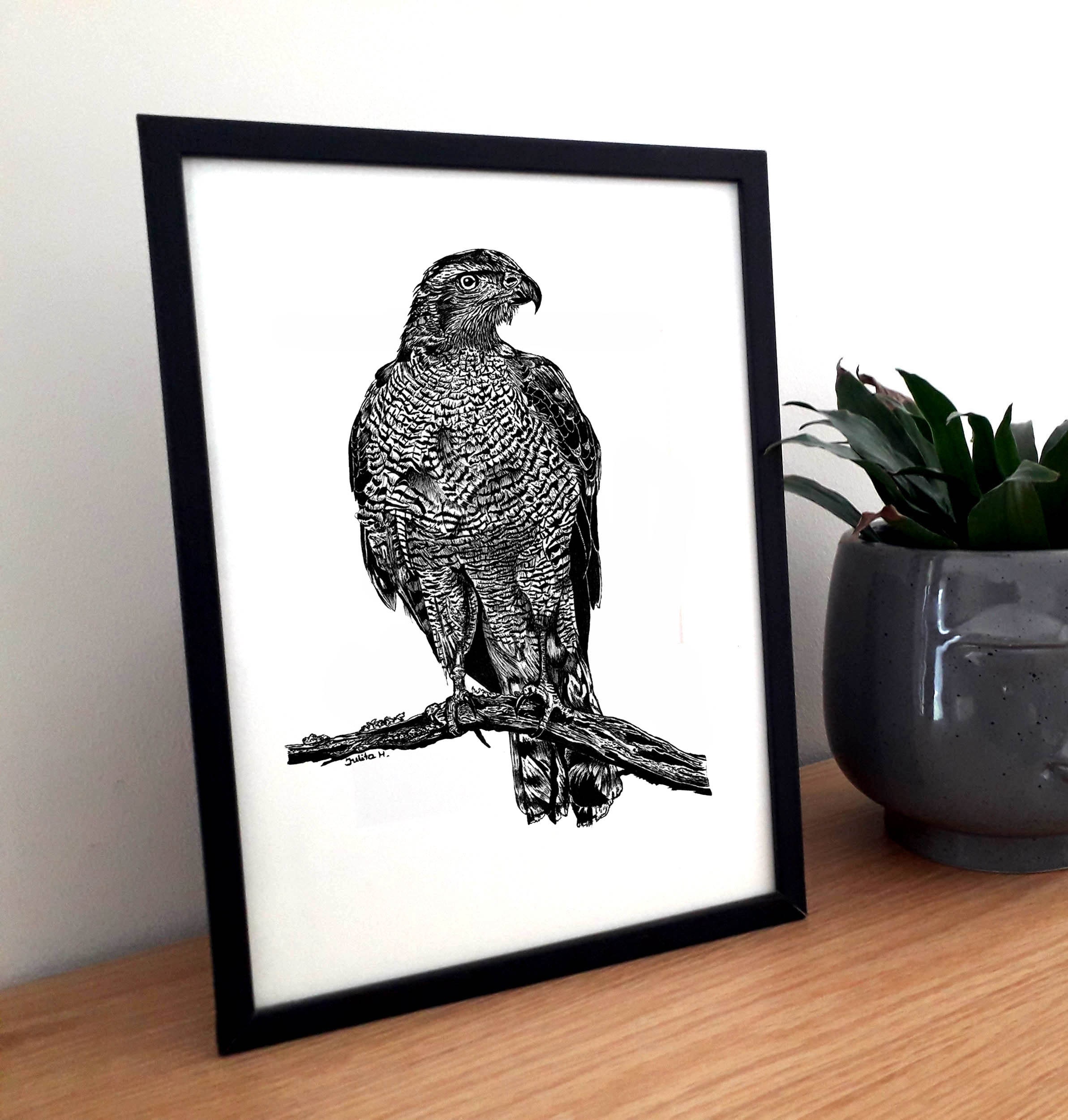 Northern Goshawk A4 Original Drawing for Woodland Raptor Bird - Etsy