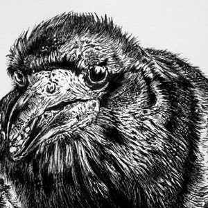 The Rook Bird Original Drawing for Corvid Lover Wall Decor | Etsy