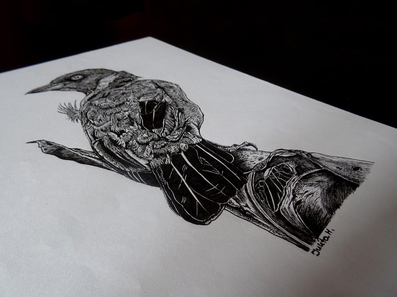 Red-capped Cardinal A4 Original Drawing for Bird and Nature - Etsy