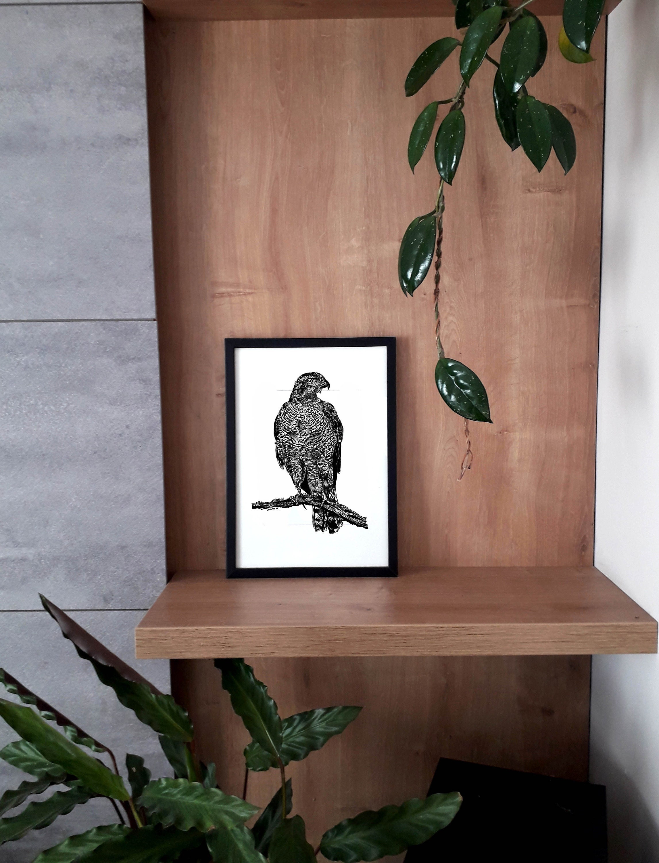 Northern Goshawk A4 Original Drawing for Woodland Raptor Bird - Etsy