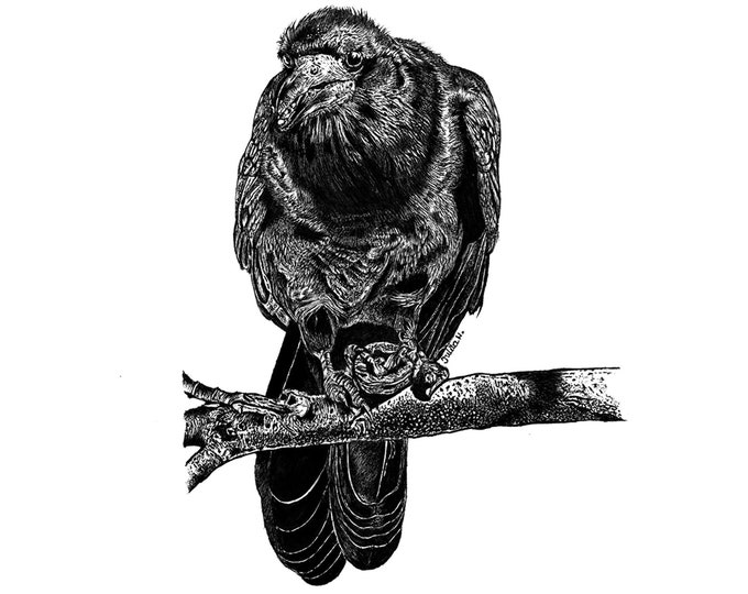 The Rook Bird Original Drawing for Corvid Lover, Wall Decor Detailed ...