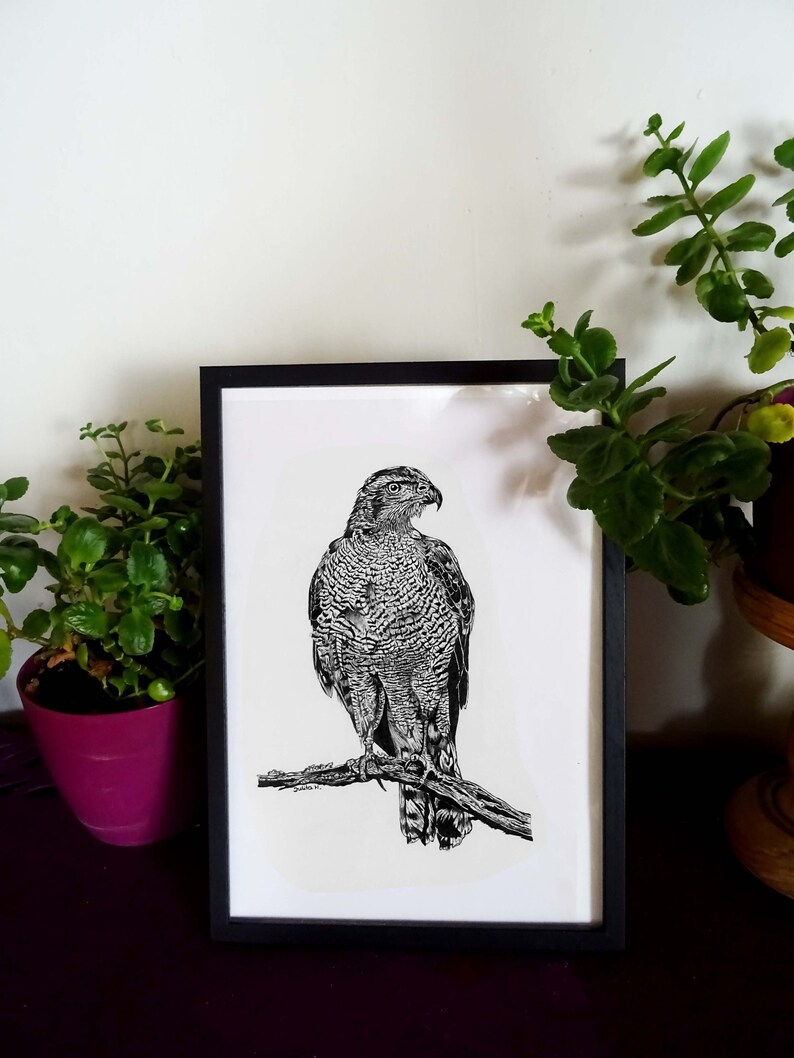 Northern Goshawk A4 Original Drawing for Woodland Raptor Bird - Etsy