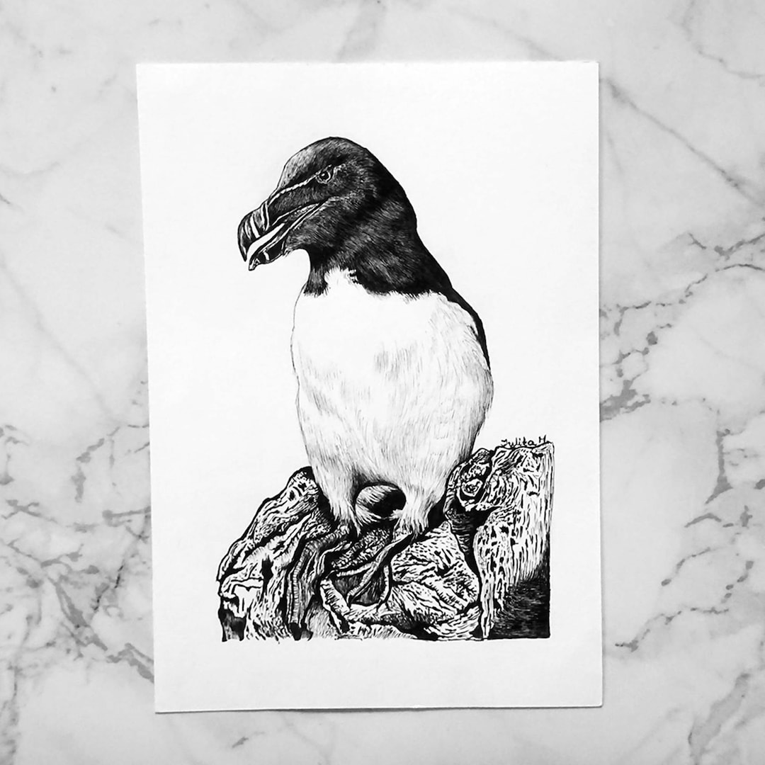 Razorbill Original Ink Drawing Wall Decor Vintage Icelandic - Etsy