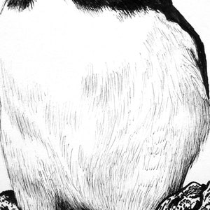 Razorbill Original Ink Drawing, Wall Decor Icelandic Seabird, Small Art ...