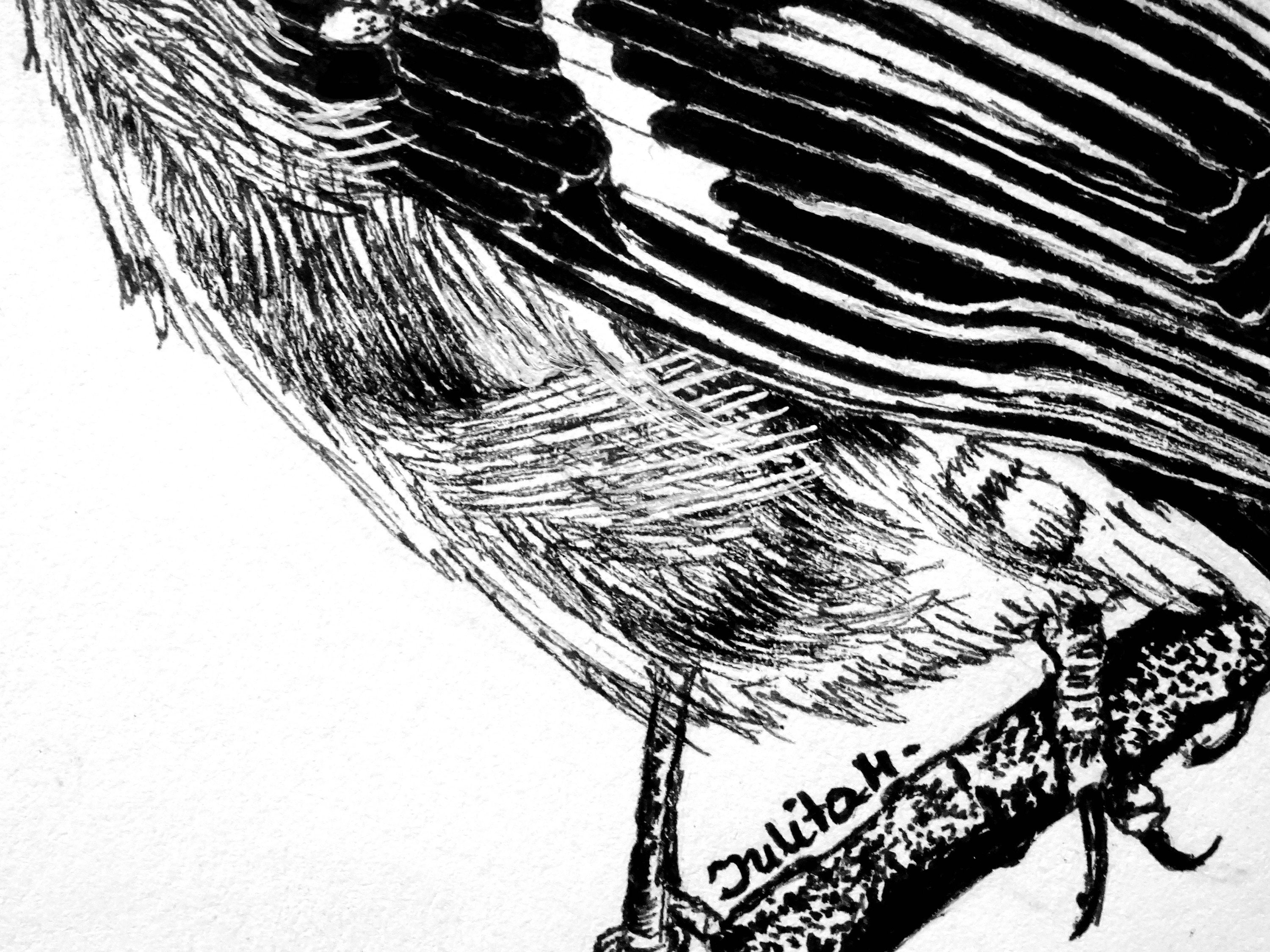 Common Chaffinch Female Original Drawing Small Songbird - Etsy