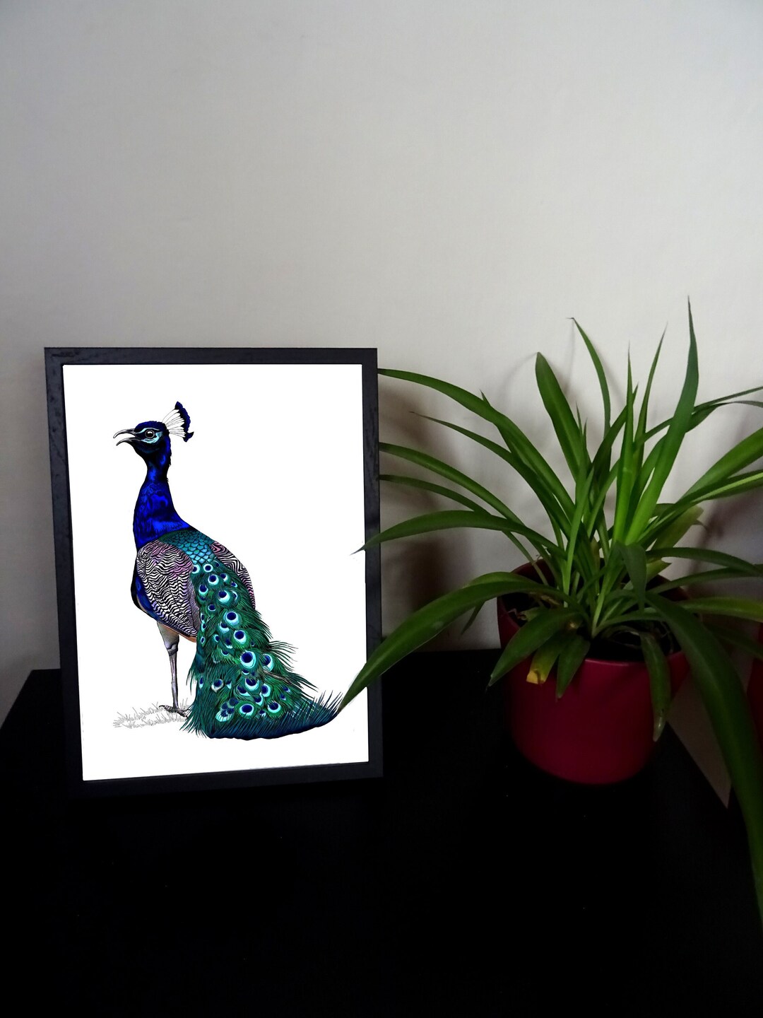Indian Peacock Print Illustration Wall Decor Tropical Bird to - Etsy