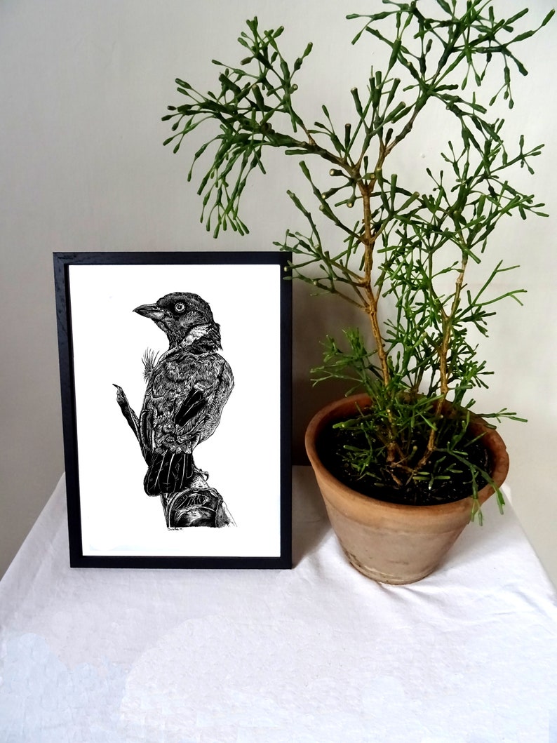 Red-capped Cardinal A4 Original Drawing for Bird and Nature - Etsy