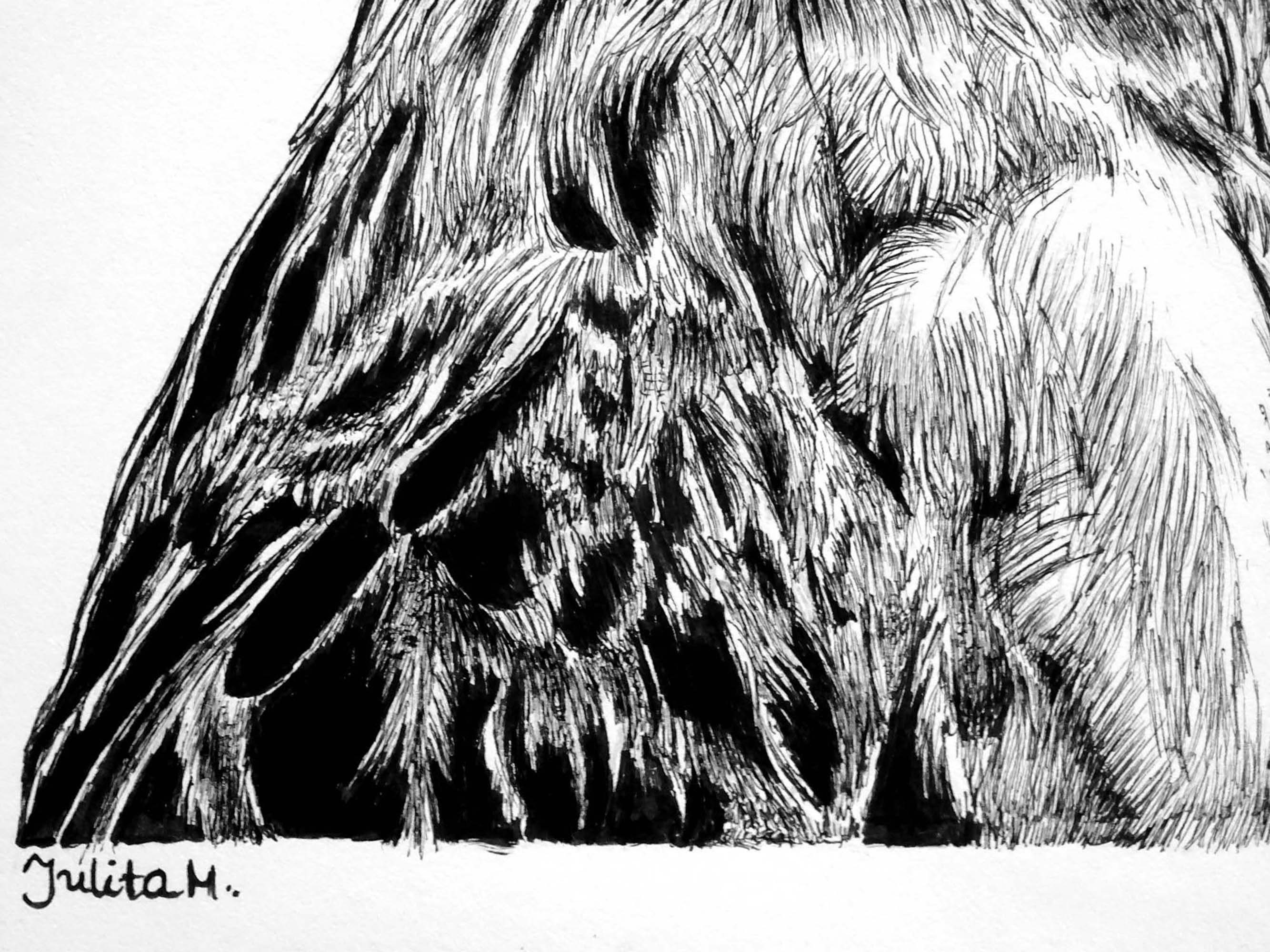 The Philippine Eagle Original Ink Drawing, Wall Decor Bird Portrait ...