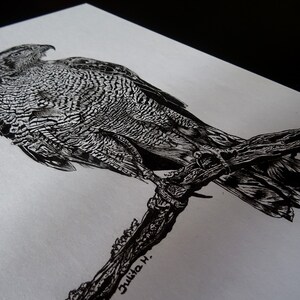 Northern Goshawk A4 Original Drawing for Woodland Raptor Bird - Etsy