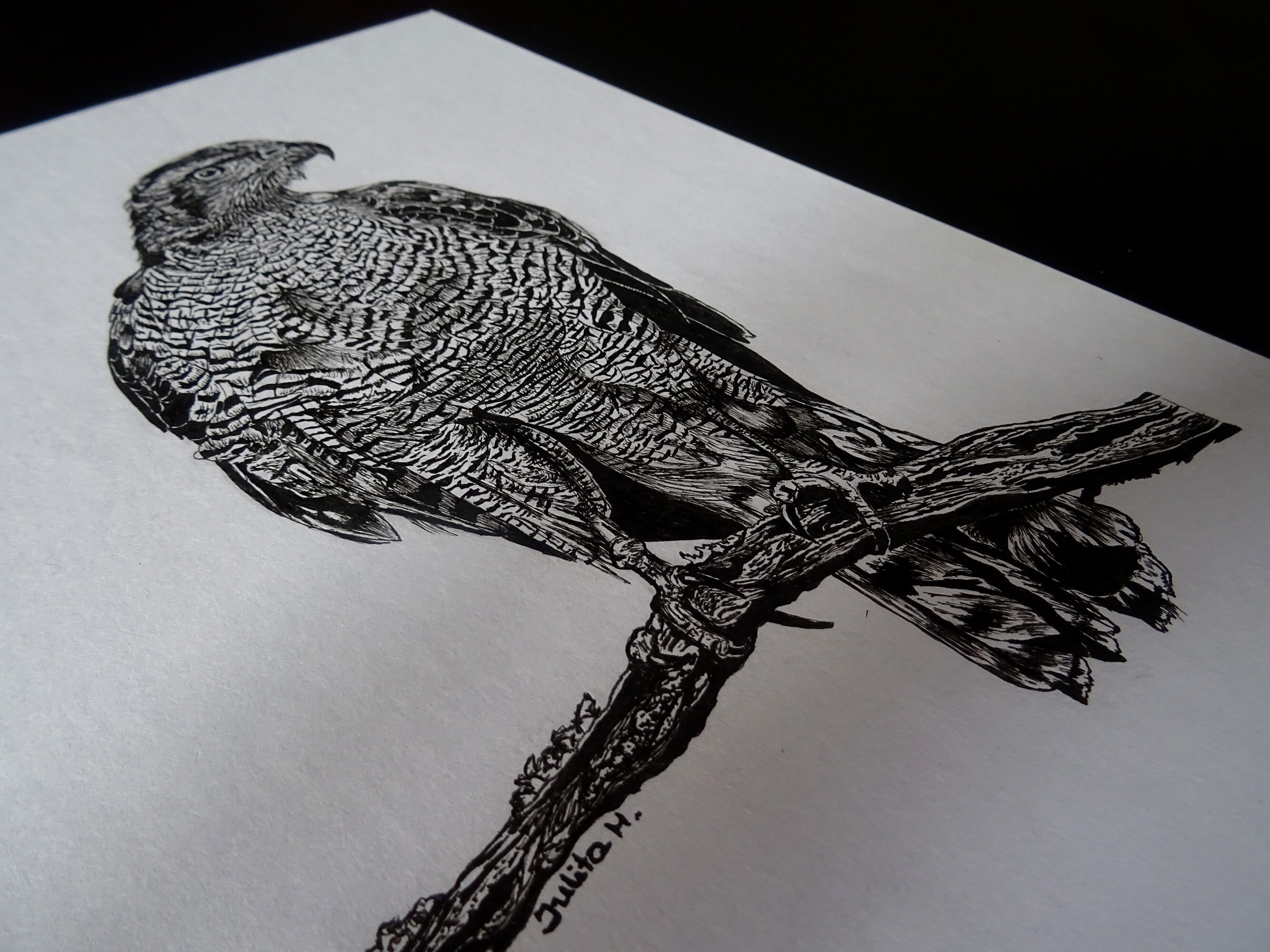 Northern Goshawk A4 Original Drawing for Woodland Raptor Bird - Etsy