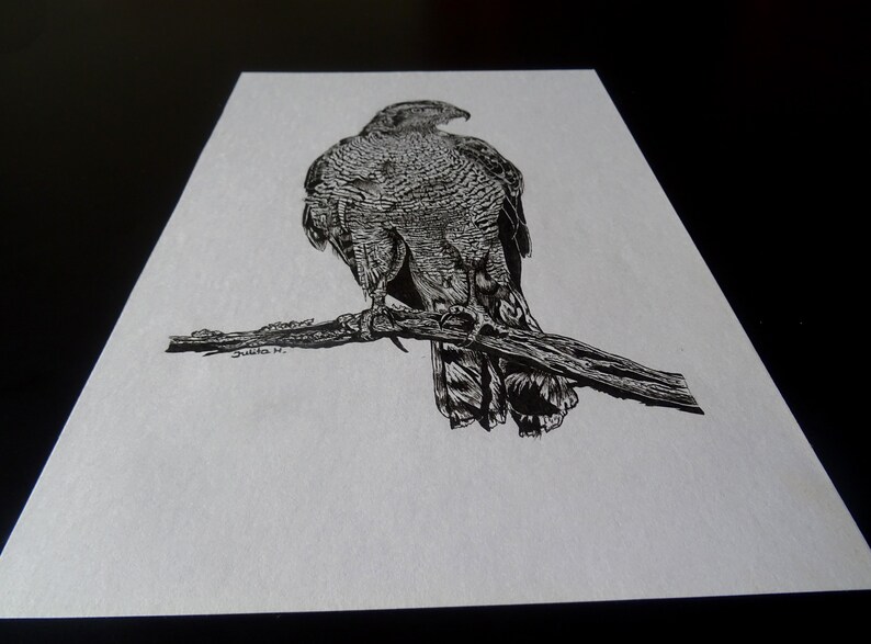 Northern Goshawk A4 Original Drawing for Woodland Raptor Bird - Etsy