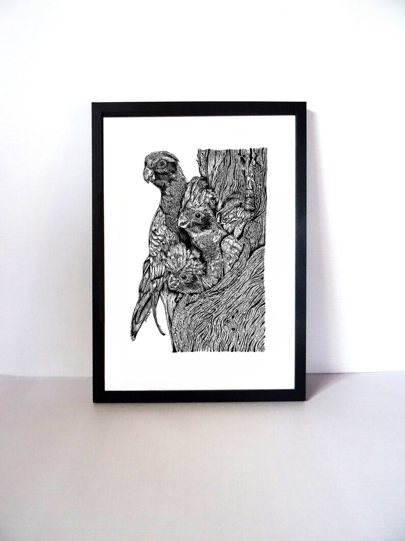 Galah Cockatoos Family Line Drawing, Australian Native Parrots Portrait ...