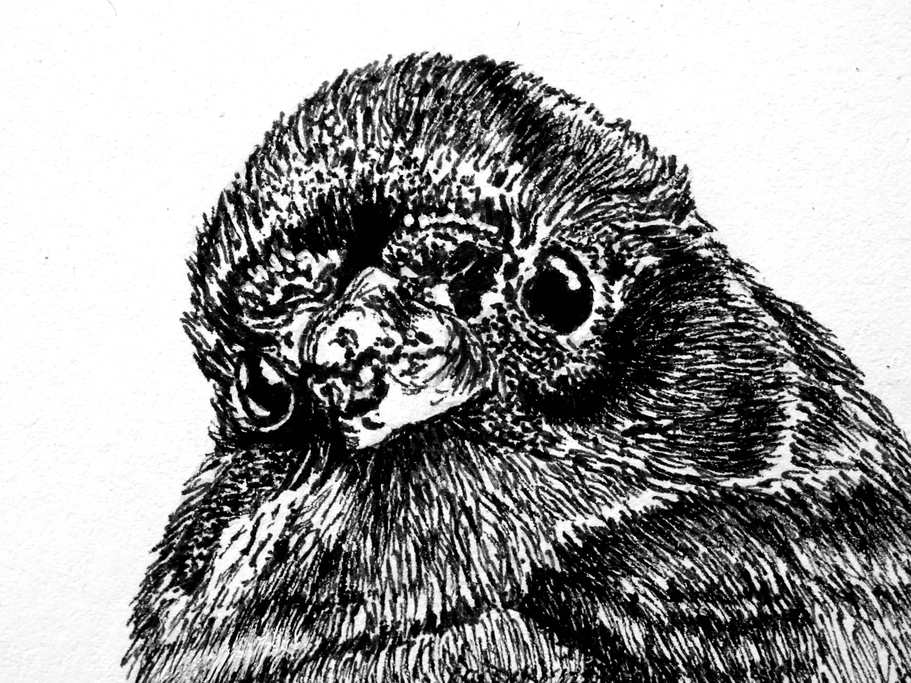 Common Chaffinch Female Original Drawing Small Songbird - Etsy