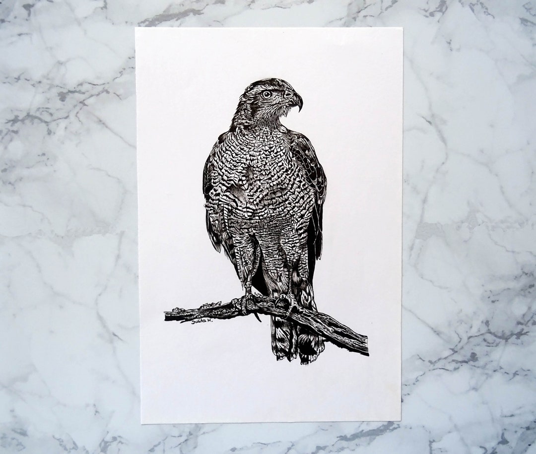 Northern Goshawk A4 Original Drawing for Woodland Raptor Bird - Etsy