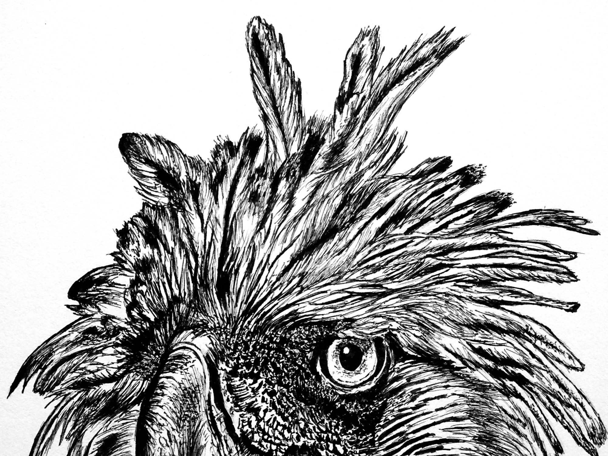 The Philippine Eagle Original Ink Drawing, Wall Decor Bird Portrait ...