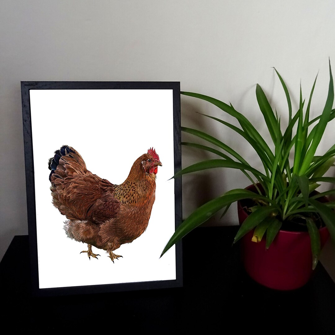 Hen Print for Farm Animal Lover, Chicken Wall Decor to Frame, Nursery ...