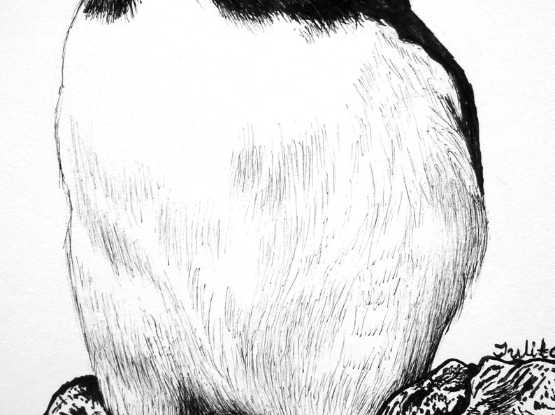 Razorbill Original Ink Drawing Wall Decor Vintage Icelandic - Etsy