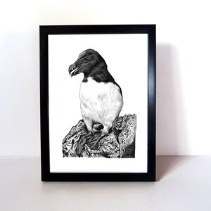 Razorbill Original Ink Drawing, Wall Decor Icelandic Seabird, Small Art ...