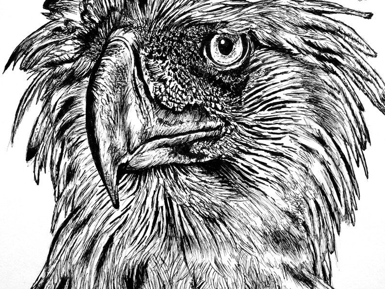 The Philippine Eagle Original Ink Drawing, Wall Decor Bird Portrait ...